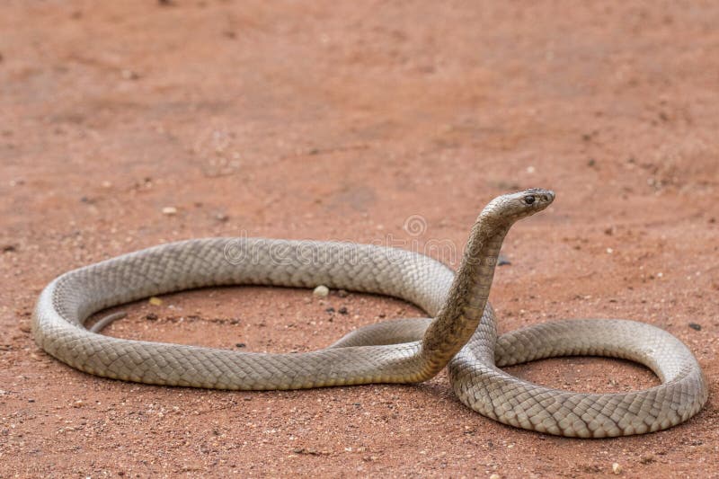 Strap-snouted Brown Snake stock photo. Image of nature - 200929536