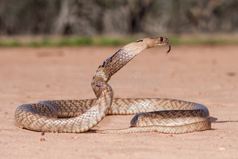 Strap-snouted Brown Snake stock image. Image of elapid - 188481723