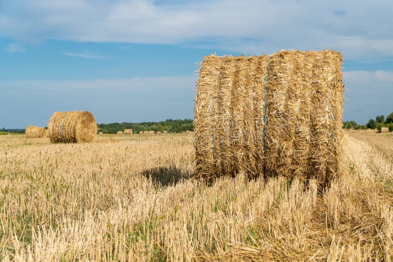 Strapped Hay Compressed in the Cylindrical Bale in a Farm Field Stock ...