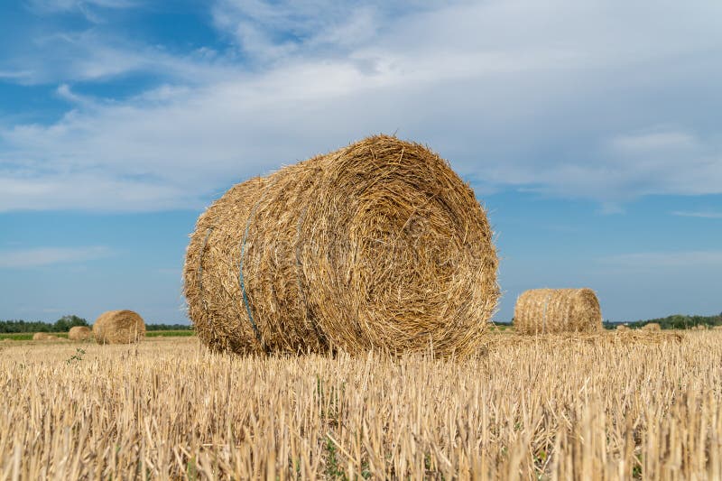 Strapped Hay Compressed in the Cylindrical Bale in a Field Stock Photo ...