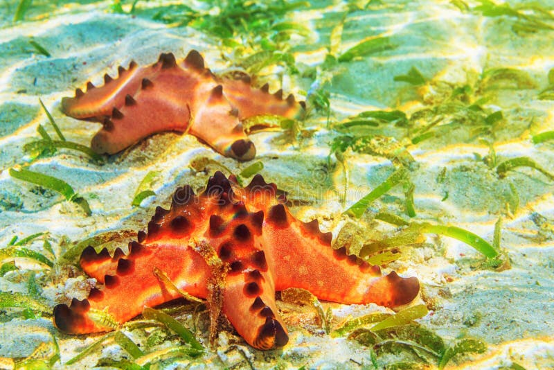 Strarfishes stock image. Image of green, tropical, water - 26214247