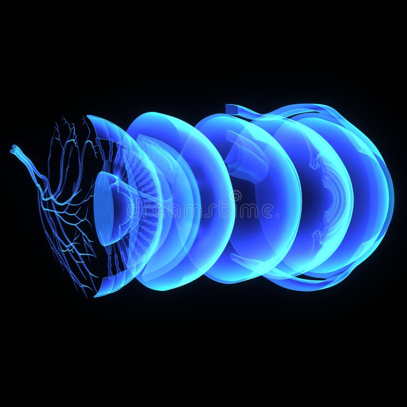 Strati dell'occhio illustrazione di stock. Illustrazione di cura - 49323245