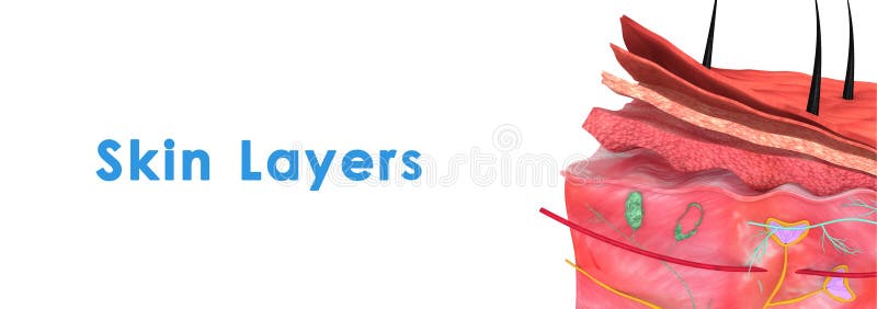 Strati della pelle illustrazione di stock. Illustrazione di schema ...