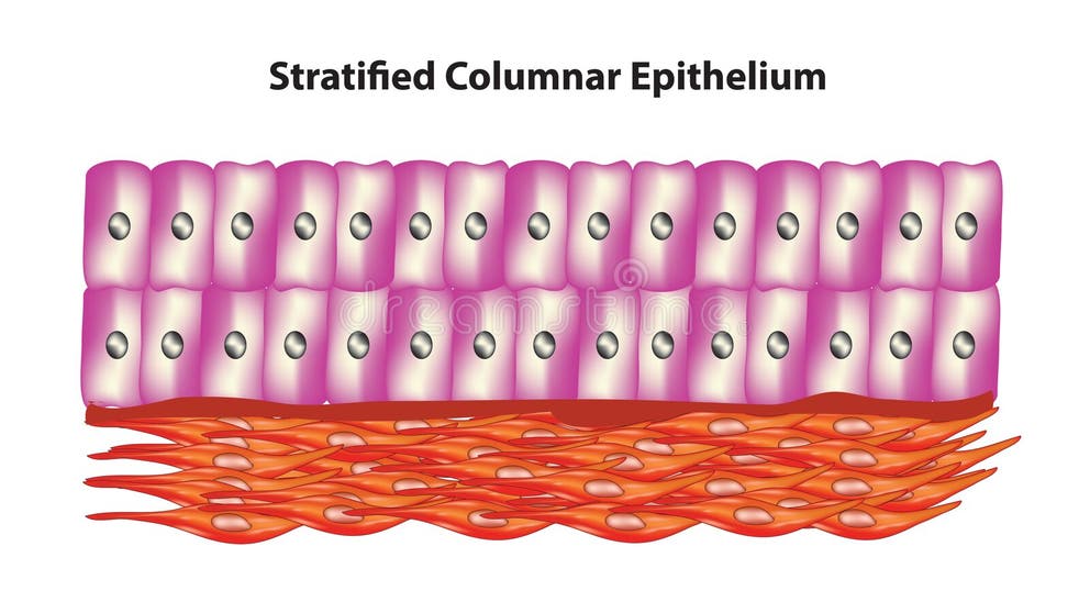 Stratified Columnar Epithelium Stock Illustrations – 39 Stratified ...