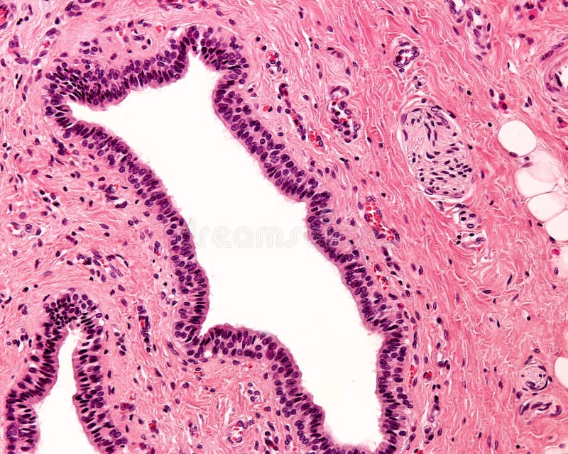 Simple Columnar Epithelium 40x