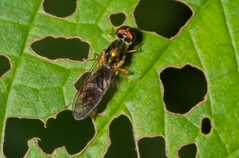 Stratiomyidae soldier fly stock image. Image of garden - 77336423