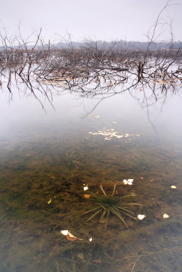 Stratiotes Aloides in a Swampy Pond Full of Shrubs Stock Image - Image ...