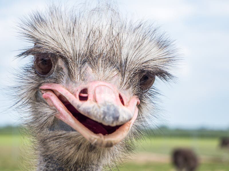 Strauss in Portrait Animal Nature Image Stock Photo - Image of farm ...