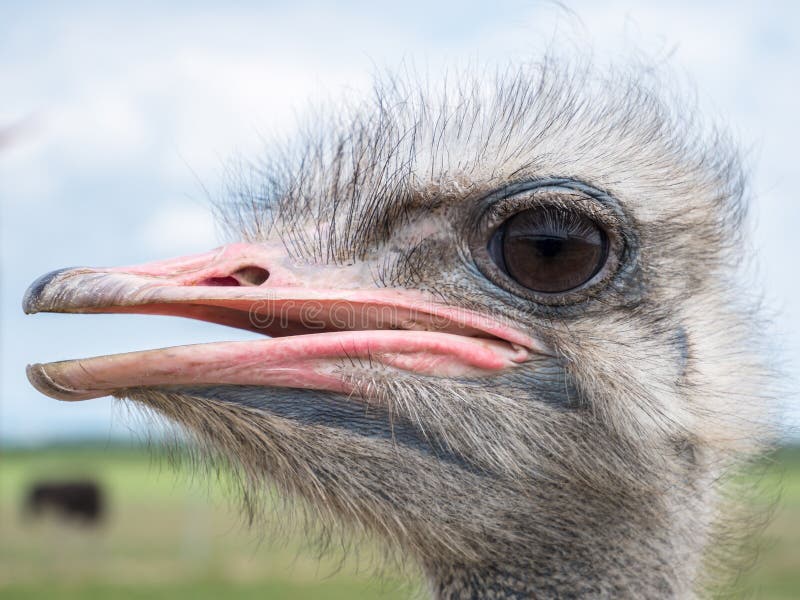 Strauss in Portrait Animal Nature Image Stock Image - Image of bird ...