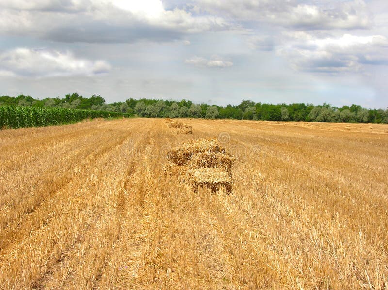 Straw Picture. Image: 1259203