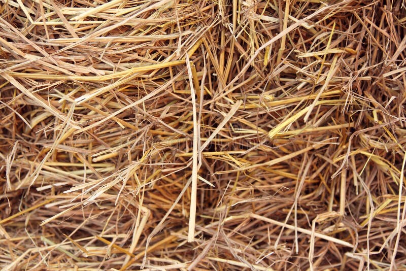 Straw stock photo. Image of outdoor, farm, straw, golden - 13650398