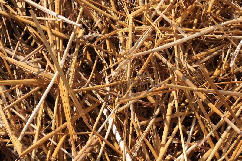 Straw of soya stock image. Image of empty, soybean, stalk - 16612229