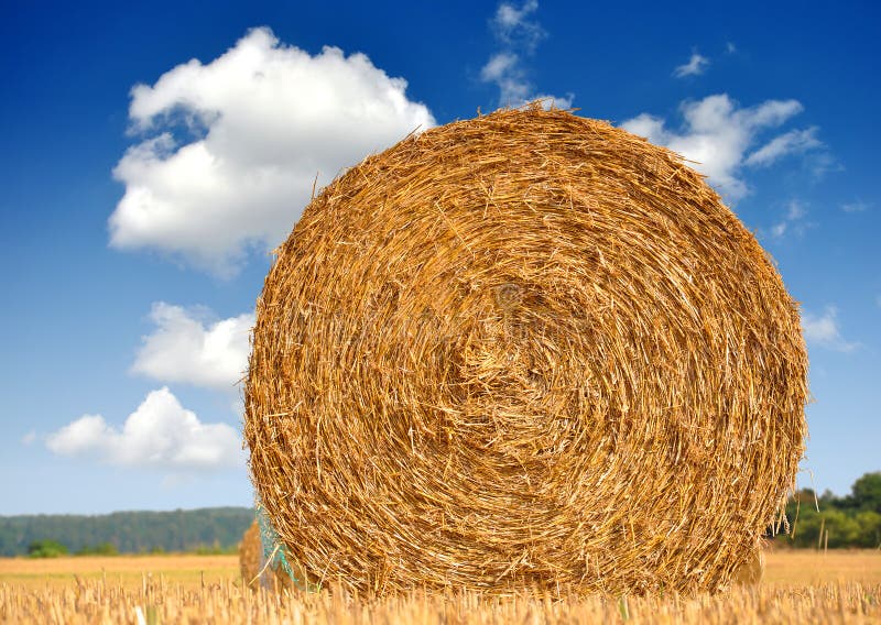 Straw stock image. Image of harvest, grain, farm, meadow - 21539975