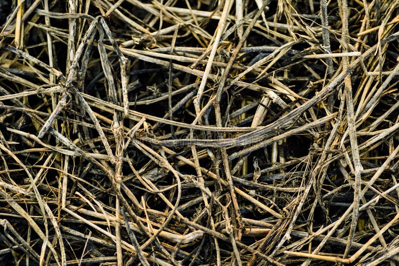 Straw stock image. Image of branch, weed, background - 25496649