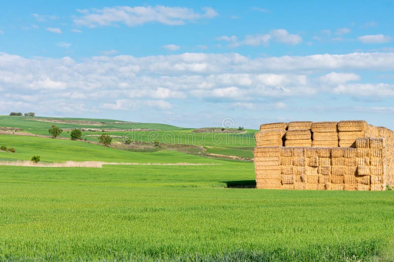 Straw Alpacas in a Green Field Planted Stock Photo - Image of ...