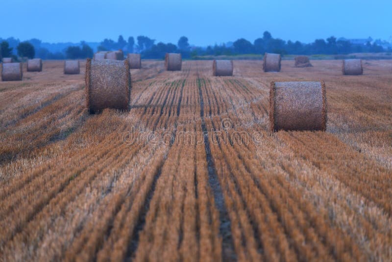 Straw stock photo. Image of nature, grain, combine, machinery - 59113638