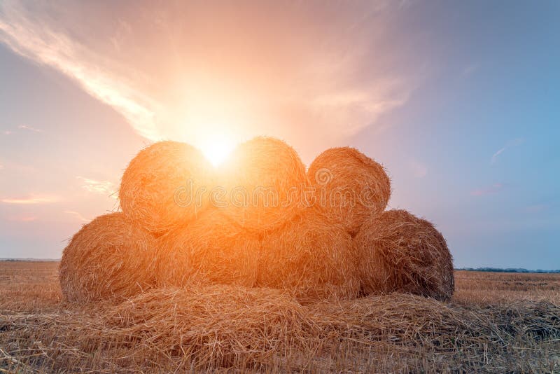 Straw stock image. Image of farmer, food, role, dust - 60492907