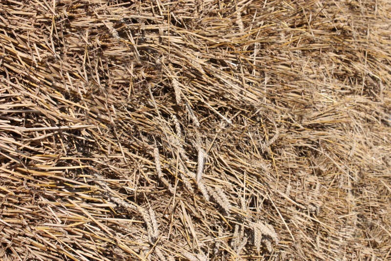 Straw Background stock photo. Image of countryside, farm - 12059938
