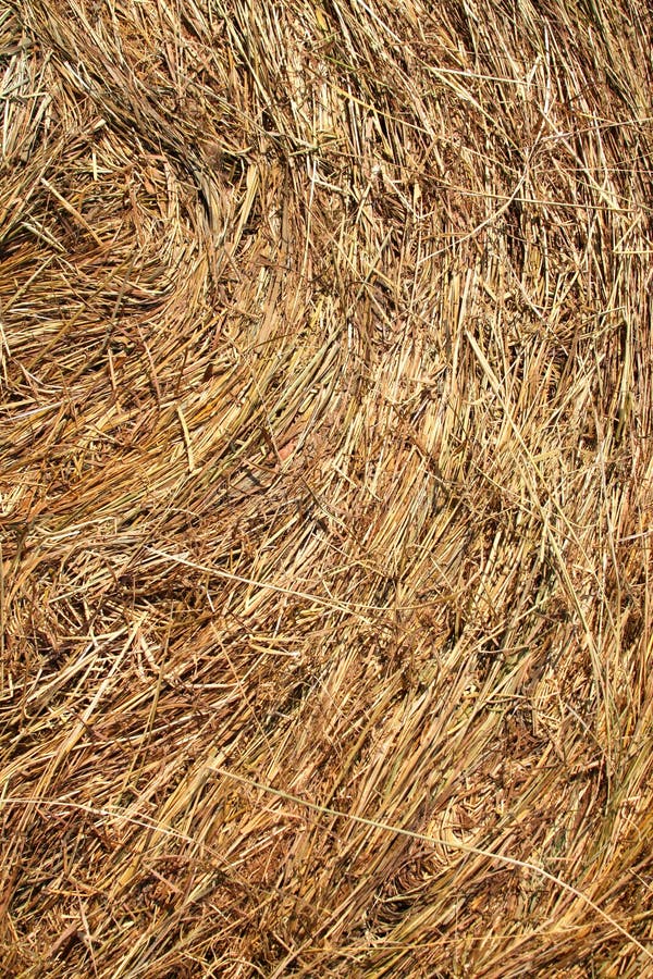 Straw background stock image. Image of circle, nature - 11019259
