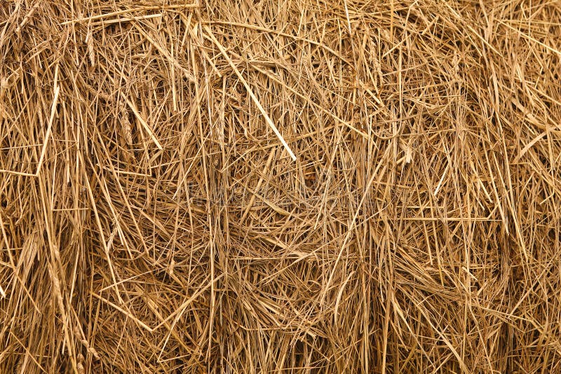 Background of rafetta stock photo. Image of season, fall - 333736