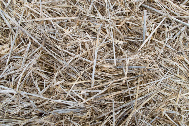 Background of rafetta stock photo. Image of season, fall - 333736