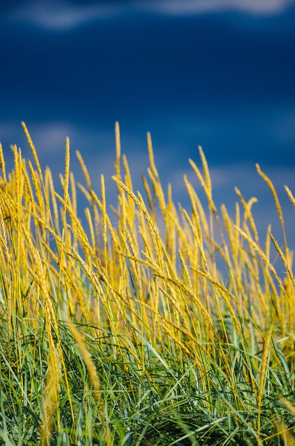 Straw background stock photo. Image of scenic, lake, protected - 98470362
