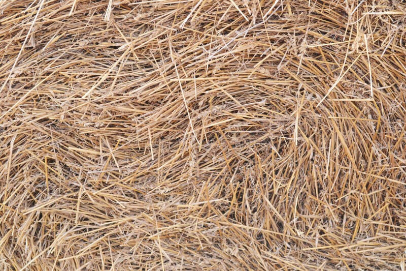 Background Texture, Straw, Dry Grass, Dried Straw after Harvest Stock ...