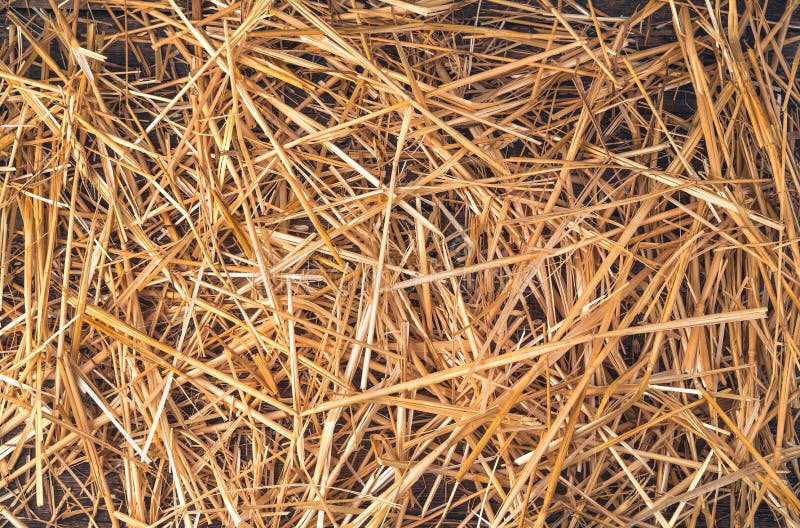Hay Strands Stock Photos - Free & Royalty-Free Stock Photos from Dreamstime