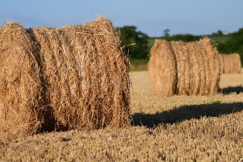 Straw Bails in a Corn Field Stock Photo - Image of straw, bail: 105101220
