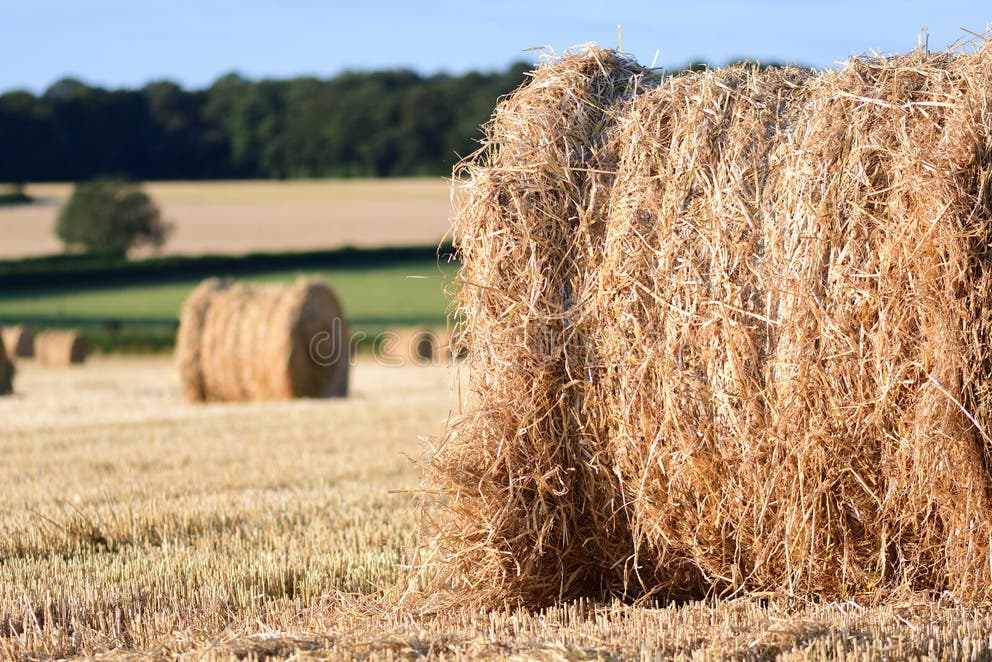 Straw Bails in a Corn Field Stock Photo - Image of straw, bail: 105101220