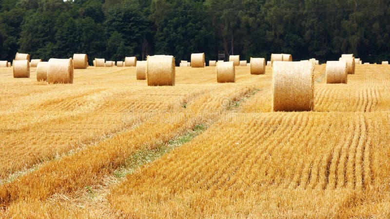 Straw bale stock photo. Image of round, tree, yellow - 25232728
