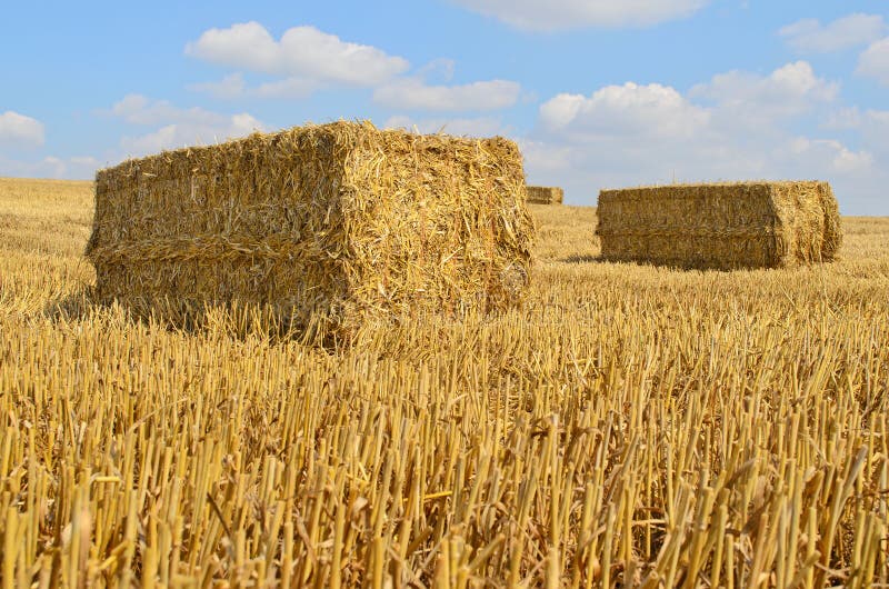 Hay Bale Drying Out Under the Sun Stock Image - Image of curing, ranch ...