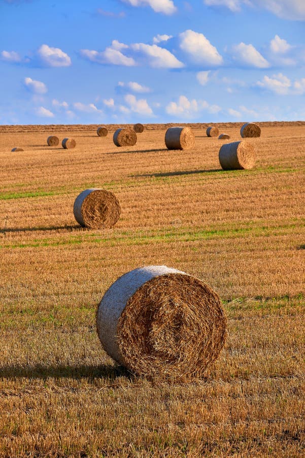 Straw bales on field stock image. Image of horizon, autumn - 140988531