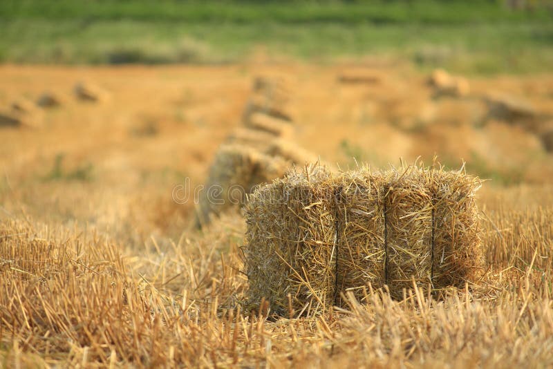 Straw Bale stock image. Image of harvesting, green, agriculture - 73700537