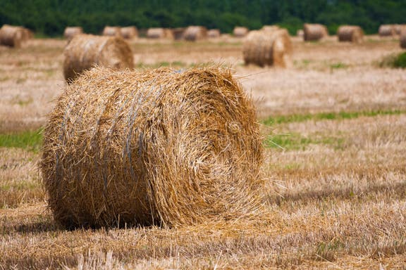 Straw bale / hey stack stock photo. Image of rural, farmland - 15241102