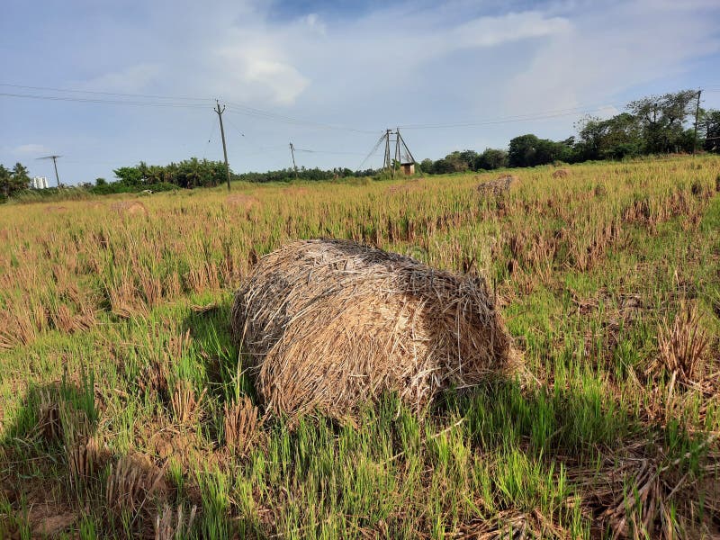 Straw Bale in a Paddy Field Stock Photo - Image of valley, mountain ...