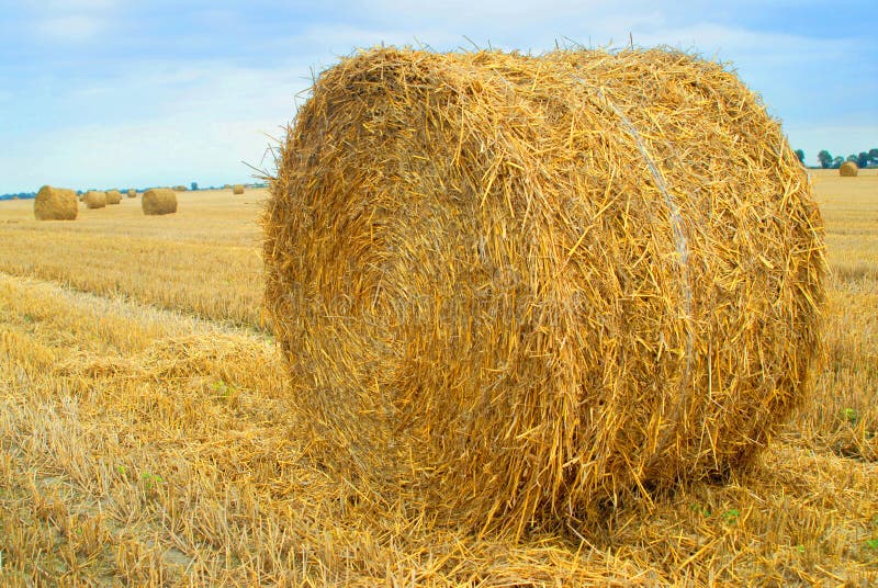 Large Round Hay Bales Agriculture Alfalfa Grass Stock Image - Image of ...