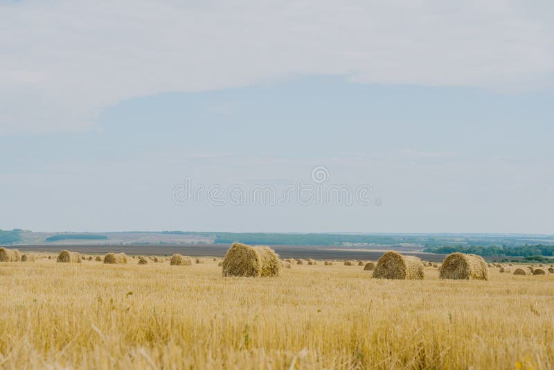 Straw Bales on Agricultural Land in Cloudy Weather. Stock Image - Image ...