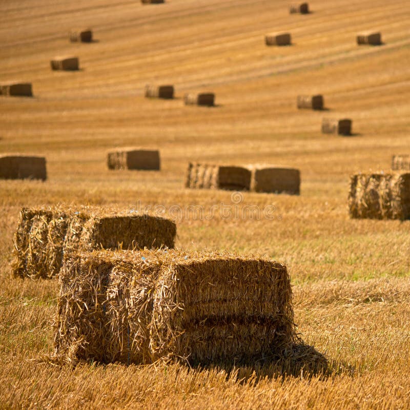Straw bales background stock photo. Image of grain, corn - 28336966