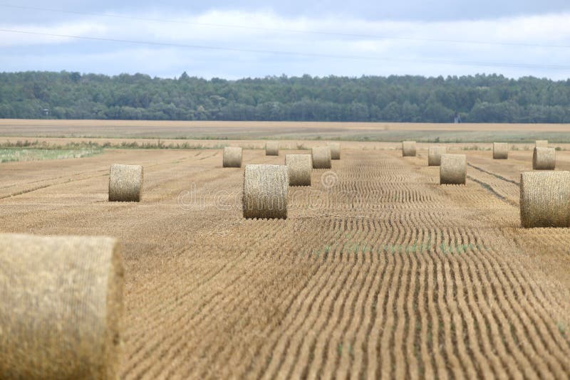 Straw Bales in a Farm Field Stock Photo - Image of natural, season ...