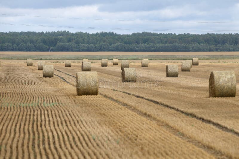 Straw Bales in a Farm Field Stock Image - Image of animal, crop: 216235007