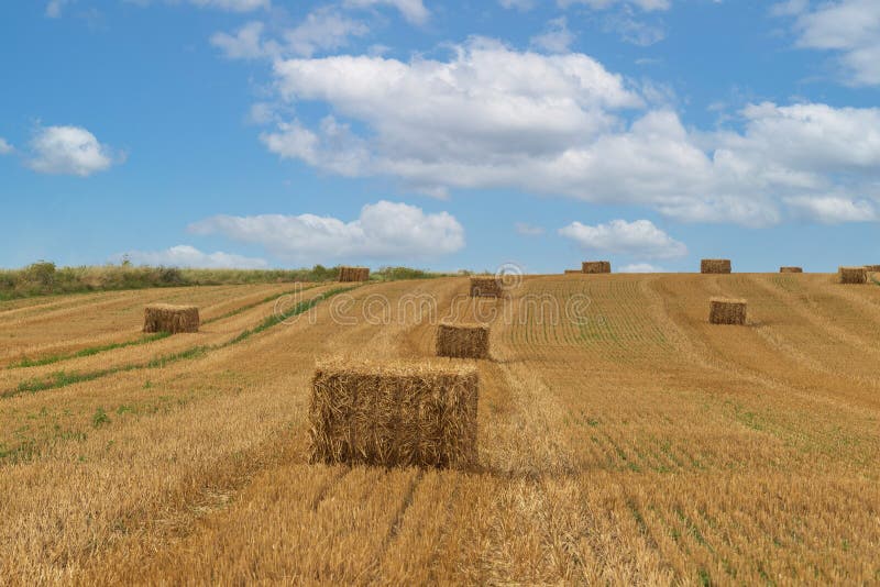 Straw Bales in the Field. the Grain is Cut Stock Image - Image of ...