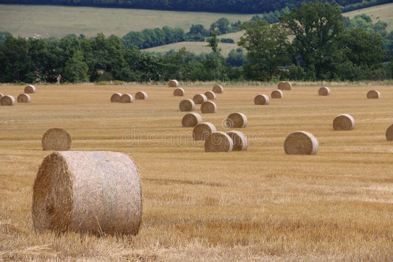 Straw bales in the field stock photo. Image of background - 124065146