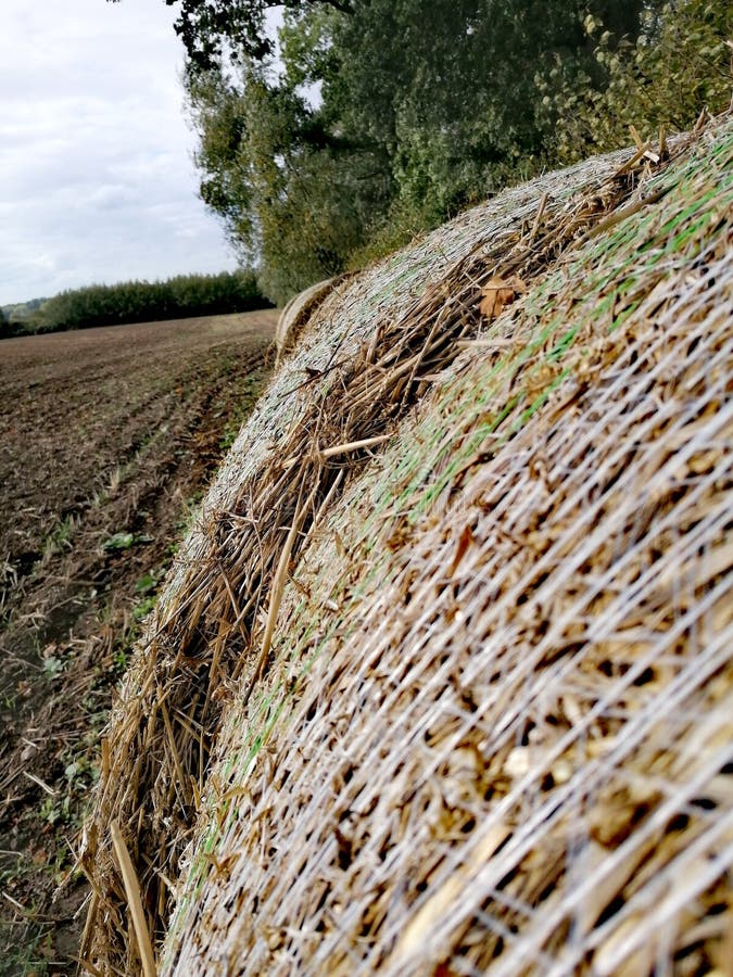 Straw bales on the field stock photo. Image of bales - 159782348