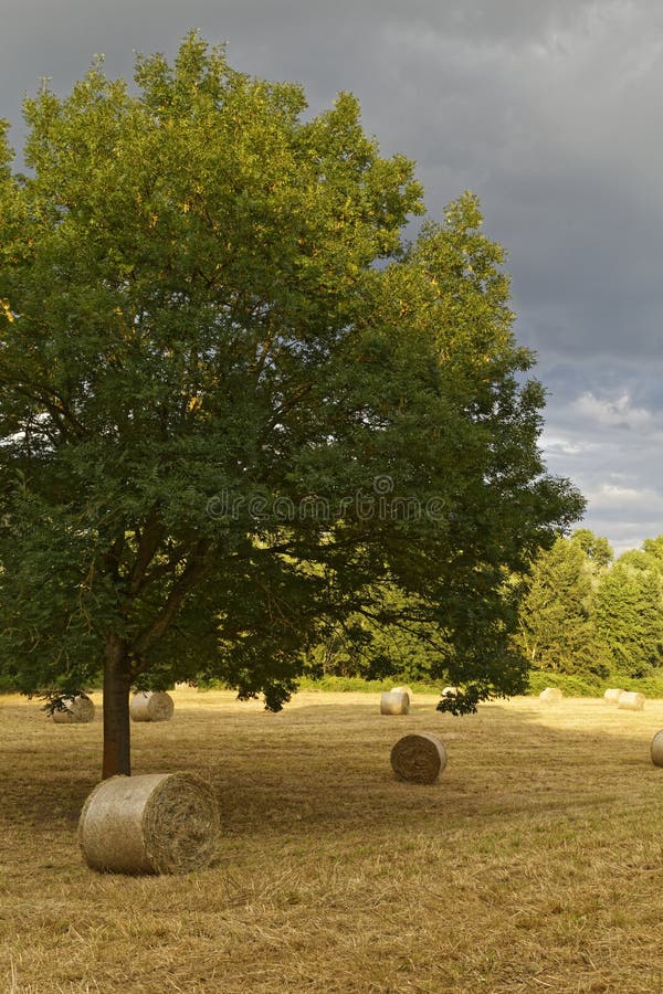 Straw bales stock image. Image of cattle, field, strawbale - 75885883