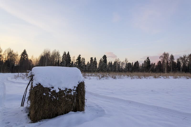 Straw bales in the field stock image. Image of harvester - 205258385