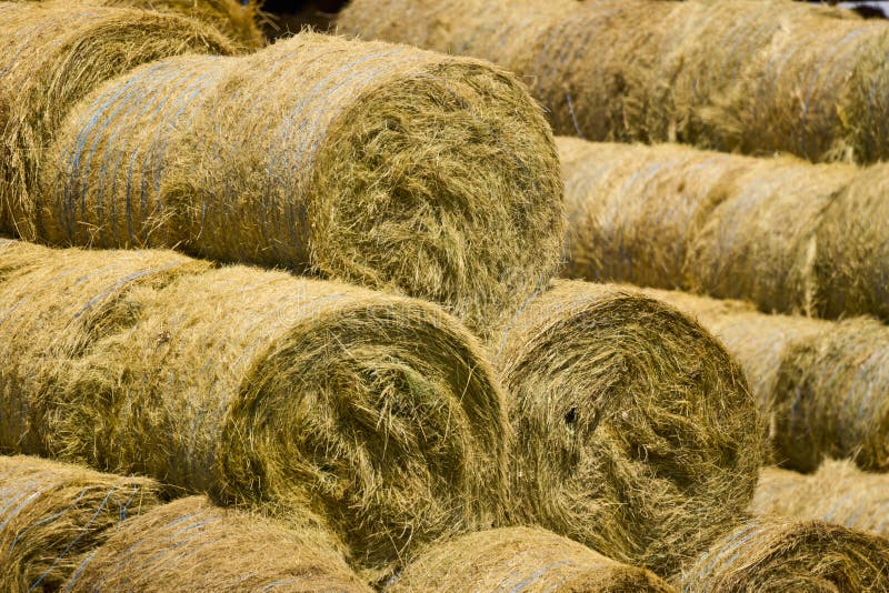 Straw bales stored stock image. Image of autumn, rural - 321631117