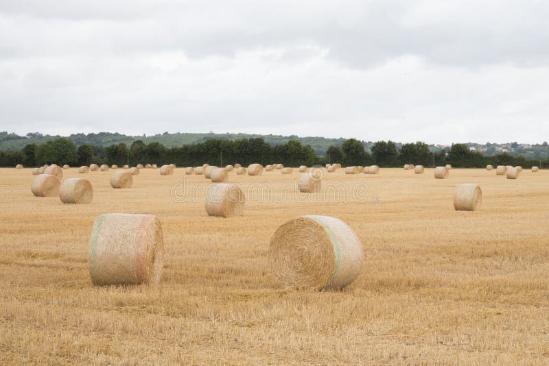 Bales of Hay in the Summer Heat Stock Image - Image of soil, sunflower ...
