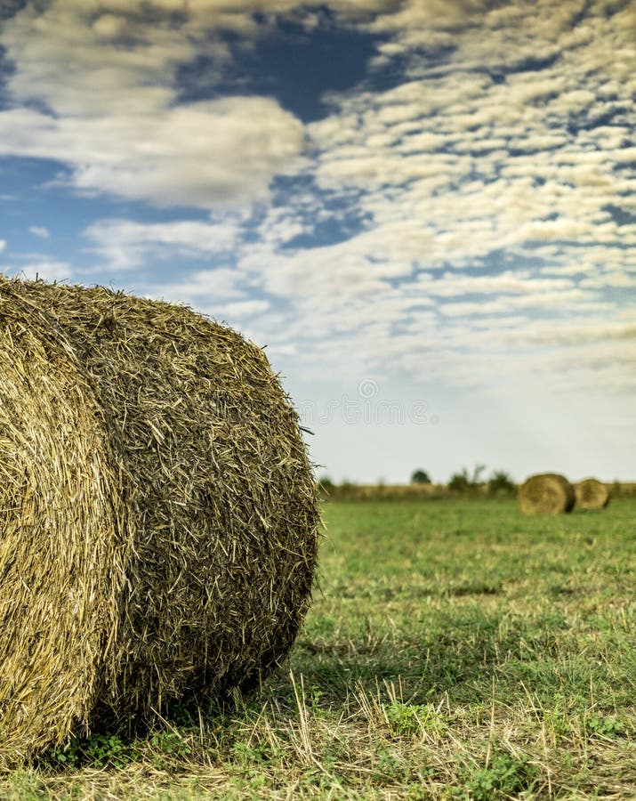 Bales of Hay in the Summer Heat Stock Image - Image of soil, sunflower ...