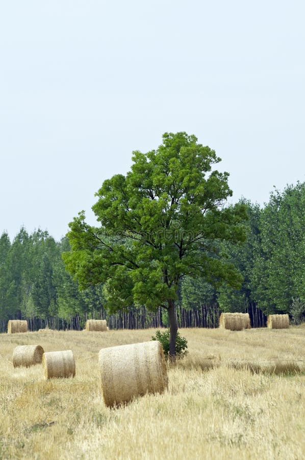 Straw bales and tree stock photo. Image of outdoors, lighting - 33556348